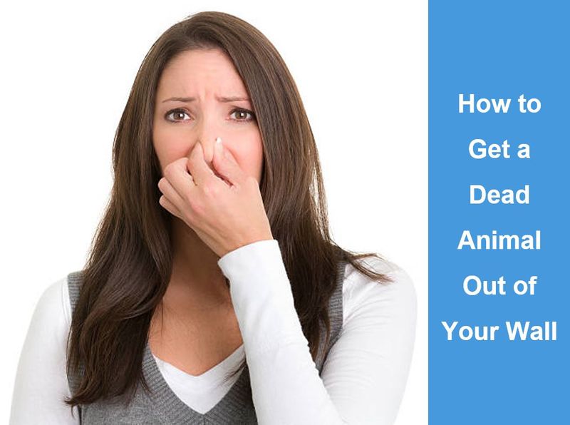 How to Get A Dead Animal Out of Your Wall | Critter Stop